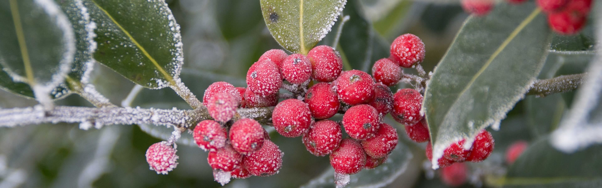 Chocolade Hulstblaadjes | Kerstsite